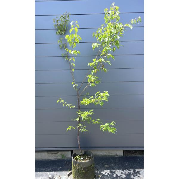 梅干しや梅酒に最適な南高梅☆【送料込みでのお届けですので大変お買い得となっております♪】☆商品情報☆大実品種で梅干はもちろん梅酒や梅ジュース等、梅の実の加工には最適の南高梅です☆全長　約２メートル樹高　約1.8メートルこちらの販売ページは写...