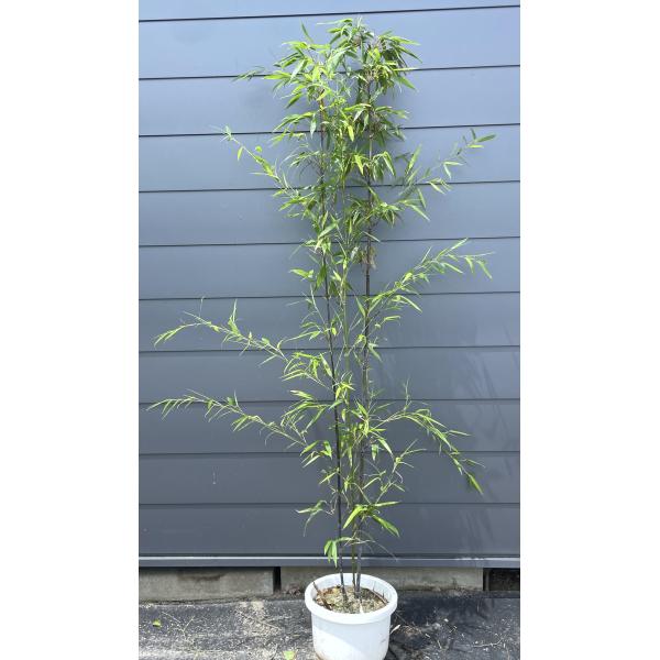 存在感抜群の黒竹♪【送料無料でのお届けですので大変お買い得となっております♪】☆商品情報☆希少な黒竹(クロチク)の特大株です全長　　約２メートル樹高　　約1.8メートル株立ち　３本株こちらの販売ページは写真の商品の現品での発送となります(１...