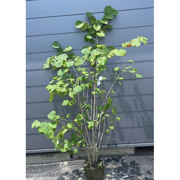 幹にたくさんの花が咲く不思議な木♪【送料無料でのお届けですので大変お買い得となっております♪】☆商品情報☆ピンクと紫の中間の様な独特の色合いの花をたくさん咲かせます♪葉っぱもハート形をしていて可愛らしい植木です全長　約1.7メートル樹高　約...