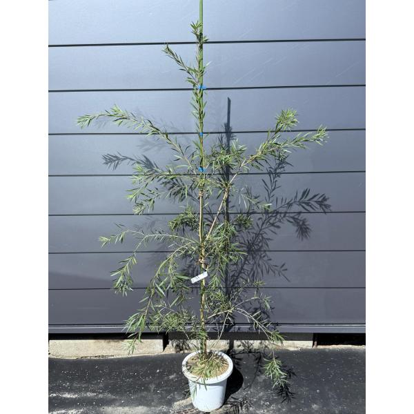 赤いブラシの様な花♪【送料込みでのお届けですので大変お買い得となっております♪】☆商品情報☆希少な白花のブラシの木のシエベリーです珍しい白花のブラシの木です常緑樹でサラサラとした葉がゆったりと揺れる姿がとても優雅です全長　　約1.6メートル...