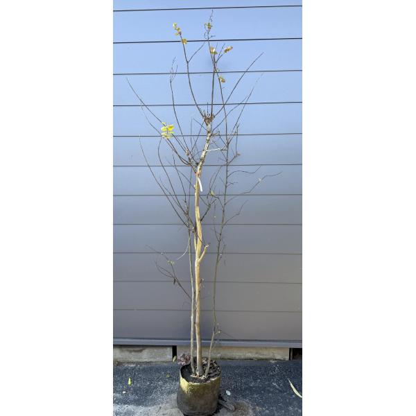 可憐な白花のサルスベリ♪【送料無料でのお届けですので大変お買い得となっております♪】☆商品情報☆花の少ない真夏に庭を彩ってくれるサルスベリです♪花期が長く『百日紅』と字を当てたほどです。強健で育てやすく初心者でも失敗しにくい植木です。レース...