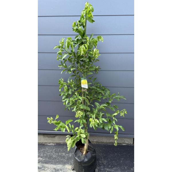 庭や鉢植えでレモンの実が楽しめる♪【送料無料でのお届けですので大変お買い得となっております♪】☆商品情報☆大きなマイヤーレモンの木の苗木です☆レモンの中でも特に希少な品種で、皮が薄く丸い形をしたレモンです酸味がまろやかで、フルーティーな後味...