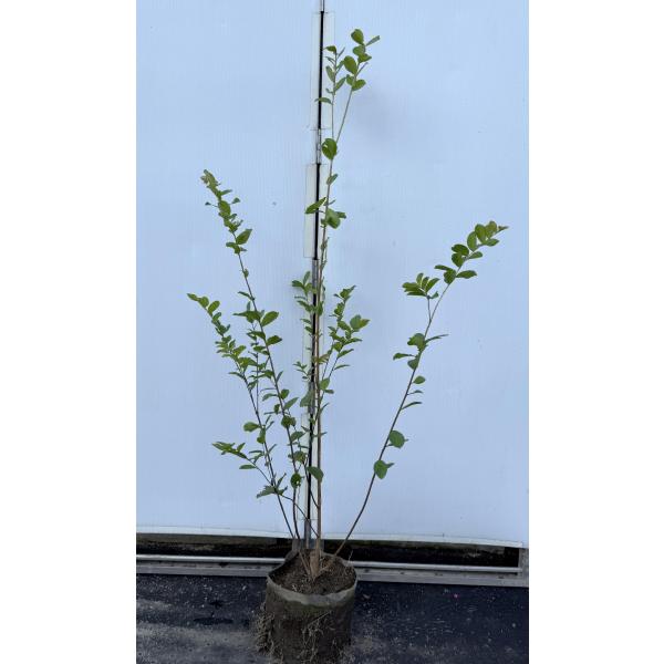 可憐な白花のサルスベリ♪【送料無料でのお届けですので大変お買い得となっております♪】☆商品情報☆花の少ない真夏に庭を彩ってくれるサルスベリです♪花期が長く『百日紅』と字を当てたほどです。強健で育てやすく初心者でも失敗しにくい植木です。レース...