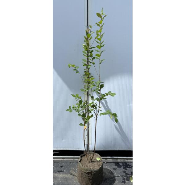 可憐な白花のサルスベリ♪【送料無料でのお届けですので大変お買い得となっております♪】☆商品情報☆花の少ない真夏に庭を彩ってくれるサルスベリです♪花期が長く『百日紅』と字を当てたほどです。強健で育てやすく初心者でも失敗しにくい植木です。レース...