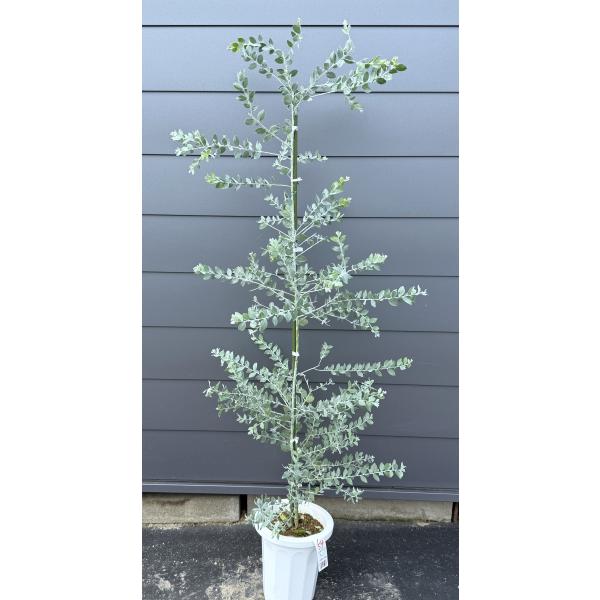 青白い葉が印象的なパールアカシア♪【送料無料ですので大変お買い得となっております♪】☆商品情報☆シンボルツリーや雑木の庭を彩る植木としても人気の商品です☆ユーカリにに似たような葉っぱで、青白い葉が印象的で幹色も綺麗で存在感のある品種です緑よ...