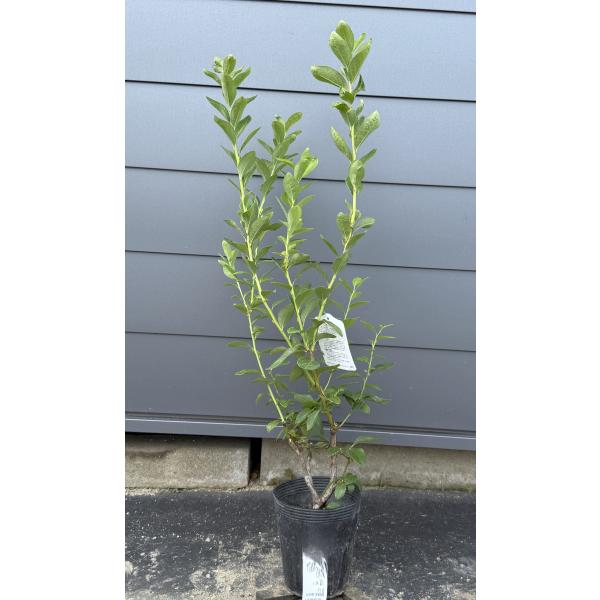 最大級の実の大きさ♪【送料込みでのお届けですので大変お買い得となっております♪】☆商品情報☆見た目にも美しい様に仕立てたブルーベリーです！ブルーベリーの中でも最大級の大実の品種『チャンドラー』ですただの果樹としてではなく、庭を彩る植木として...