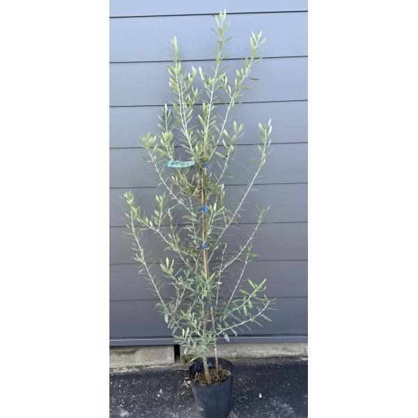 シンボルツリーに人気のオリーブ♪【送料無料でのお届けですので大変お買い得となっております♪】☆商品情報☆人気のオリーブの木の『チプレッシーノ』です☆直立性があり、他のオリーブに比べて枝がすらっと真っすぐ伸びる傾向があります。新芽の葉色が淡く...