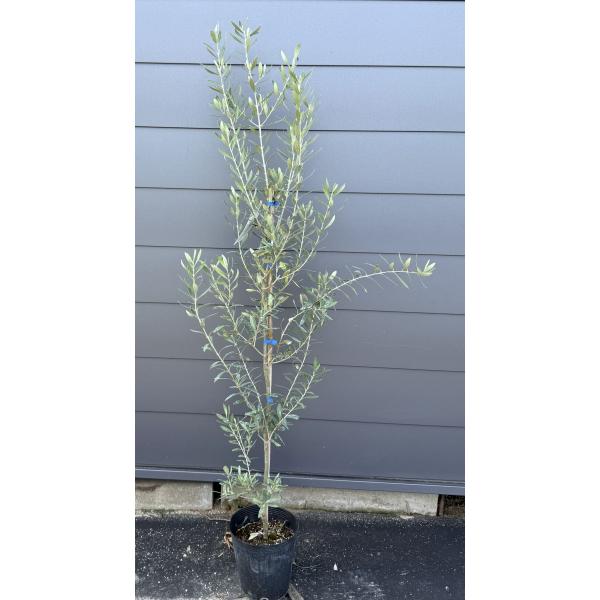 シンボルツリーに人気のオリーブ♪【送料無料でのお届けですので大変お買い得となっております♪】☆商品情報☆人気のオリーブの木の『チプレッシーノ』です☆直立性があり、他のオリーブに比べて枝がすらっと真っすぐ伸びる傾向があります。新芽の葉色が淡く...