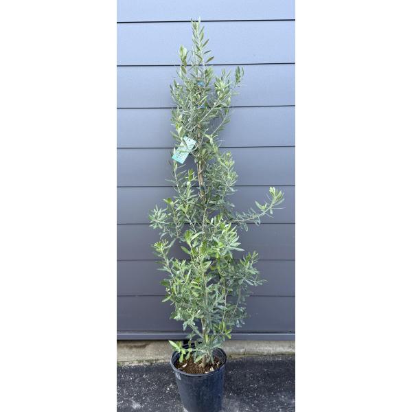 シンボルツリーに人気のオリーブ♪【送料無料でのお届けですので大変お買い得となっております♪】☆商品情報☆人気のオリーブの木の『チプレッシーノ』です☆直立性があり、他のオリーブに比べて枝がすらっと真っすぐ伸びる傾向があります。新芽の葉色が淡く...
