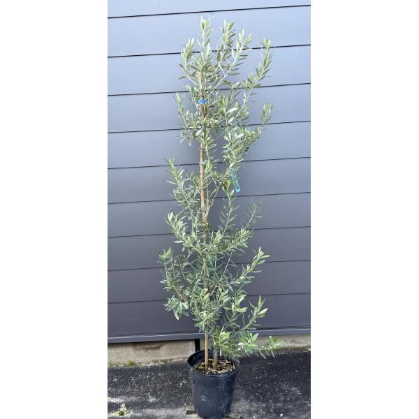 シンボルツリーに人気のオリーブ♪【送料無料でのお届けですので大変お買い得となっております♪】☆商品情報☆人気のオリーブの木の『チプレッシーノ』です☆直立性があり、他のオリーブに比べて枝がすらっと真っすぐ伸びる傾向があります。新芽の葉色が淡く...