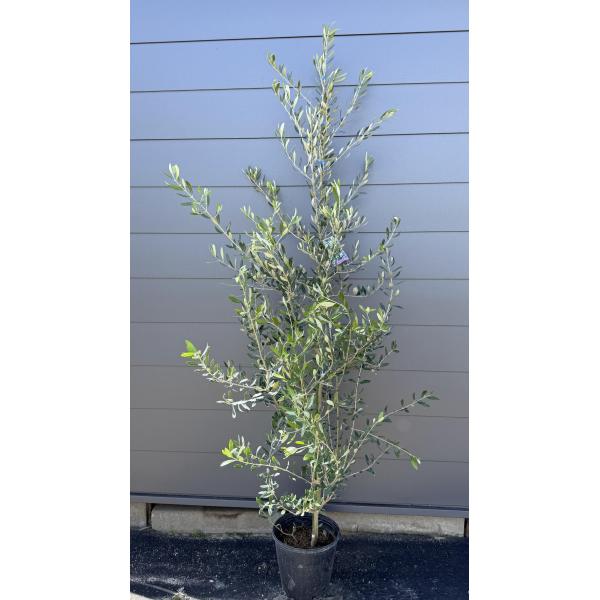 シンボルツリーに最適の特大オリーブ♪【送料無料でのお届けですので大変お買い得となっております♪】☆商品情報☆オリーブの木の中でも希少品種の『コレッジョラ』です☆スペイン原産のオリーブで世界中でも人気が高く、日光を好み耐寒性・耐暑性に優れた丈...