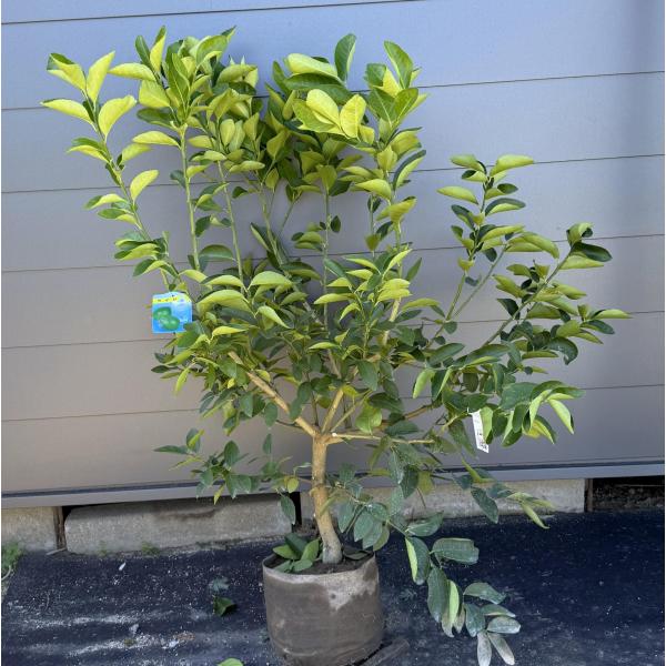 香りがよいライム♪【送料無料でのお届けですので大変お買い得となっております♪】☆商品情報☆大きなライムの木の苗木です♪ジュースやカクテルに欠かせない柑橘です☆全長　約1.3メートル樹高　約1.1メートルこちらの販売ページは写真の商品の現品で...