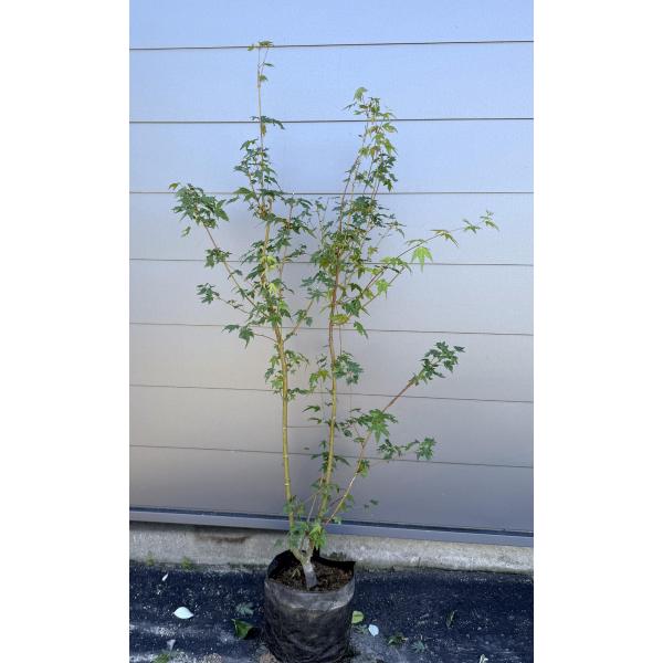 紅葉が美しいイロハモミジ♪【送料込みの価格ですので大変お買い得となっております♪】☆商品情報☆紅葉が大変綺麗で和風の庭にもちろん洋風の庭にも意外と良く合います☆新緑の季節には青々とした葉が風にそよぎサラサラと音を立て、とても涼しさを演出して...