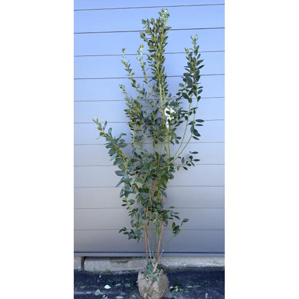 香り良く多実品種ブルーベリー♪【送料込みでのお届けですので大変お買い得となっております♪】☆商品情報☆見た目にも美しい様に『株立ち』に仕立てたブルーベリーです！ブルーベリーの中でもとても風味が良く美味しい『ミスティ/ミスティー』ですただの果...