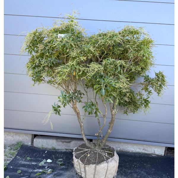 鈴なりの花が咲き誇る姿は圧巻♪【送料無料でのお届けですので大変お買い得となっております♪】☆商品情報☆鈴状の花が連なってシャンデリアの様な花が一面に咲くアセビです♪花の季節は息を呑むほどの美しさです☆可愛らしいピンクの花が一面に咲く姿は圧巻...