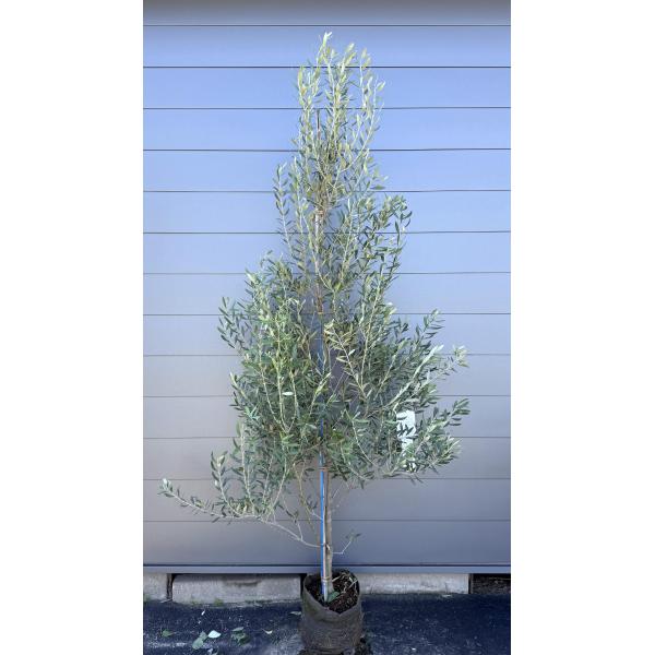 シンボルツリーに人気のオリーブ♪【送料無料でのお届けですので大変お買い得となっております♪】☆商品情報☆人気のオリーブの木の『チプレッシーノ』です☆直立性があり、他のオリーブに比べて枝がすらっと真っすぐ伸びる傾向があります。新芽の葉色が淡く...