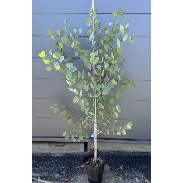 葉っぱが可愛いポポラス♪【送料無料ですので大変お買い得となっております♪】☆商品情報☆シンボルツリーや雑木の庭を彩る植木としても人気の商品です☆丸葉のユーカリで可愛らしい葉っぱが庭を彩ってくれますドライフラワーや生け花、ポプリ等にも使われる...