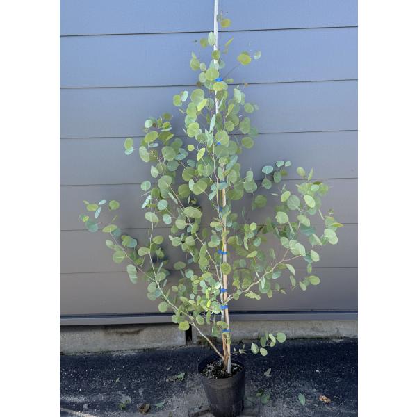 葉っぱが可愛いポポラス♪【送料無料ですので大変お買い得となっております♪】☆商品情報☆シンボルツリーや雑木の庭を彩る植木としても人気の商品です☆丸葉のユーカリで可愛らしい葉っぱが庭を彩ってくれますドライフラワーや生け花、ポプリ等にも使われる...