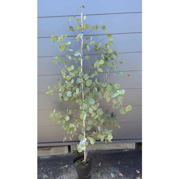 葉っぱが可愛いポポラス♪【送料無料ですので大変お買い得となっております♪】☆商品情報☆シンボルツリーや雑木の庭を彩る植木としても人気の商品です☆丸葉のユーカリで可愛らしい葉っぱが庭を彩ってくれますドライフラワーや生け花、ポプリ等にも使われる...