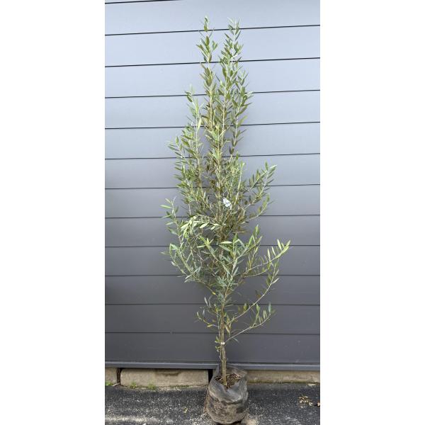 シンボルに最適の特大オリーブ♪【送料無料でのお届けですので大変お買い得となっております♪】☆商品情報☆『ヒナカゼ』はオリーブの中でも存在感のある葉色と幹色をしています。強健でオリーブ初心者にも育てやすい品種です全長　約２メートル樹高　約1....