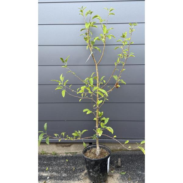 りんご飴に使われるアルプス乙女♪【送料込みでのお届けですので大変お買い得となっております♪】☆商品情報☆大きなリンゴの木の果樹苗木です！甘くて美味しい林檎をご自宅で楽しめます大きな苗木ですので、早期に収穫を期待できます☆全長　　約1.5メー...