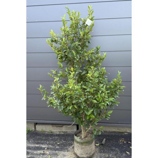 バナナの香りがする木♪【送料無料でのお届けですので大変お買い得となっております♪】☆商品情報☆オガタマの木のです花からバナナの様な甘い香りが漂う樹木です♪可愛い花からあたり一面にバナナの香りいっぱいに広がりますよ♪全長　　約1.6メートル樹...