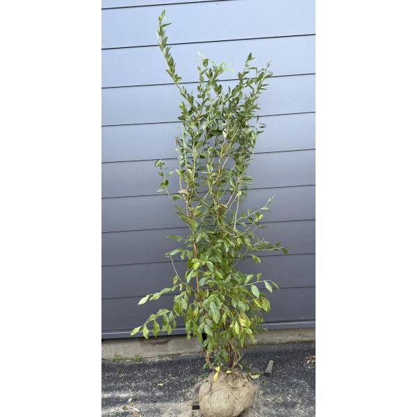 シンボルに出来る株立ちブルーベリー♪【送料込みでのお届けですので大変お買い得となっております♪】☆商品情報☆とても大きな株立ちのブルーベリーです！大きな株を植える事で早期に大量の収穫が期待できます♪ブルーベリーを植えるなら是非１株は欲しい定...