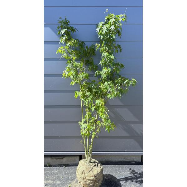 紅葉が美しいイロハモミジ♪【送料込みの価格ですので大変お買い得となっております♪】☆商品情報☆紅葉が大変綺麗で和風の庭にもちろん洋風の庭にも意外と良く合います☆新緑の季節には青々とした葉が風にそよぎサラサラと音を立て、とても涼しさを演出して...