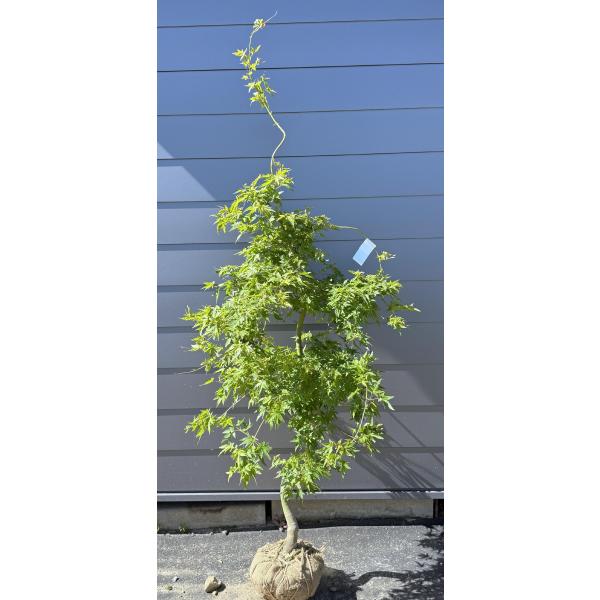 風情のある樹形が美しいシダレもみじ♪【送料込みでのお届けですので大変お買い得となっております♪】☆商品情報☆しだれモミジ　『流泉』しだれた枝が独特の風情を醸し出す希少なモミジです。葉っぱはイロハモミジの様な手のひら形のしだれモミジで希少な品...