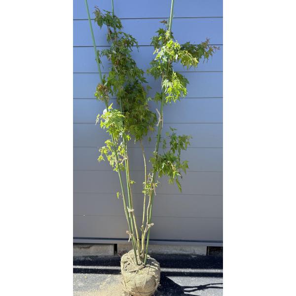 紅葉が美しいイロハモミジ♪【送料込みの価格ですので大変お買い得となっております♪】☆商品情報☆紅葉が大変綺麗で和風の庭にもちろん洋風の庭にも意外と良く合います☆新緑の季節には青々とした葉が風にそよぎサラサラと音を立て、とても涼しさを演出して...