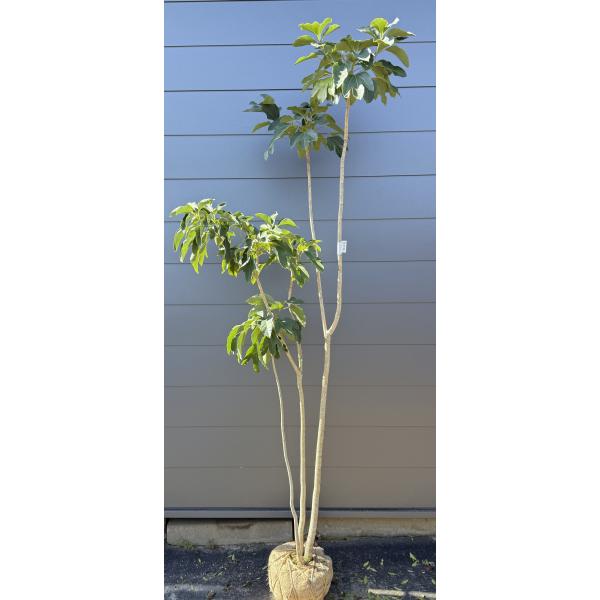 日陰の目隠しに最適の植木♪【送料込の価格ですので大変お買い得となっております♪】☆商品情報☆カクレミノは切れ込みがある葉が特徴的で、ツヤのある葉の緑が美しい木です。日当たりの悪い場所や狭い場所でも生育可能です。一枚一枚の葉が大きく目隠しなど...