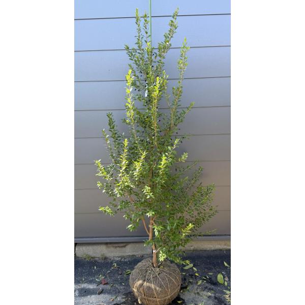 良い香りと可憐な花が人気のギンバイカ☆【送料無料でのお届けですので大変お買い得となっております♪】☆商品情報☆銀梅花/ギンバイカ　の美樹形な株立ちです♪葉が小さく都会的で爽やかな印象の植木で芳香も豊かな樹木です☆全長　　約1.7メートル樹高...