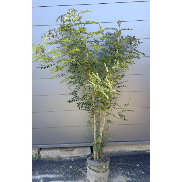 一番人気のシンボルツリー♪【送料無料でのご提供ですので大変お買い得となっております♪】☆商品情報☆シンボルツリーにも最適な美樹形のシマトネリコです♪全長　　約1.6メートル樹高　　約1.4メートル株立ち　７本以上こちらの販売ページは写真の商...