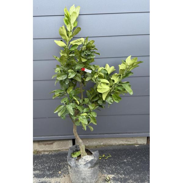 庭や鉢植えでミカンの実が楽しめる♪【送料無料でのお届けですので大変お買い得となっております♪】☆商品情報☆大きなミカンの木の苗木です☆紅まどかはザボン（晩白柚/文旦）系の柑橘で、中の果実とアルベドが赤色を帯びている品種です収穫後３月くらいま...