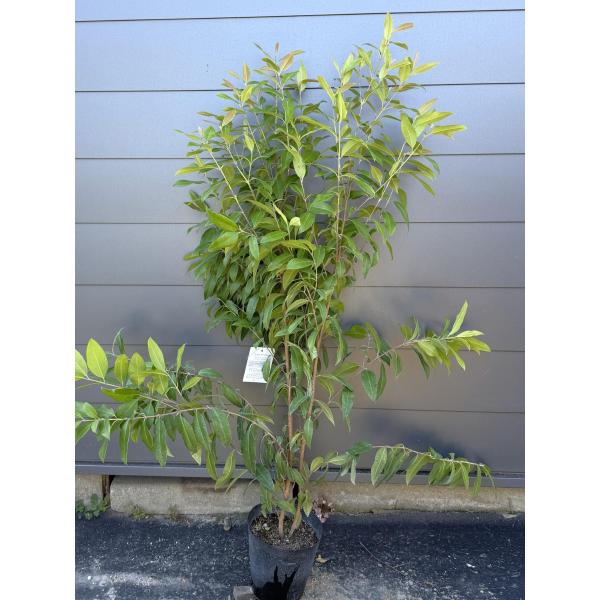 レモンの香りがするマートル☆【送料無料でのお届けですので大変お買い得となっております♪】☆商品情報☆葉っぱがレモンの香りがするマートルです♪葉っぱがハーブティー使えるレモンの香りがする樹木です☆全長　　約1.5メートル樹高　　約1.3メート...