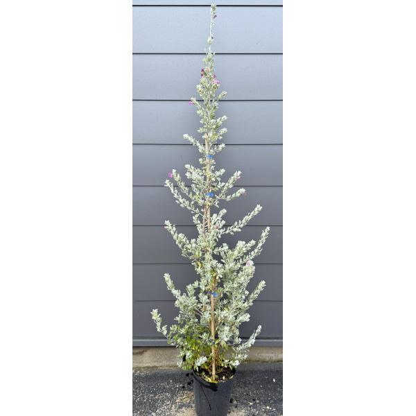 写真の現品にてお届けいたします♪【送料無料ですので大変お買い得となっております♪】☆商品情報☆シンボルツリーや雑木の庭を彩る植木としても人気の新品種のオーストラリアンツリーです☆存在感のあるシルバーリーフと印象的な紫花が目を引くレウコフィル...