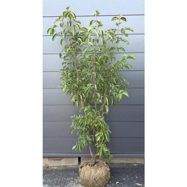 多花品種の常緑ヤマボウシ♪【送料無料でのお届けですので大変お買い得となっております♪】☆商品情報☆常緑ヤマボウシの中でも特に花が多い品種の『月光』です。花が咲き乱れる姿は圧巻ですよ♪『接ぎ木』では無く、『挿し木』で増やしたクローンですので継...