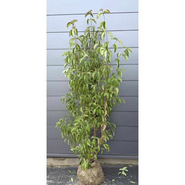 多花品種の常緑ヤマボウシ♪【送料無料でのお届けですので大変お買い得となっております♪】☆商品情報☆常緑ヤマボウシの中でも特に花が多い品種の『月光』です。花が咲き乱れる姿は圧巻ですよ♪『接ぎ木』では無く、『挿し木』で増やしたクローンですので継...