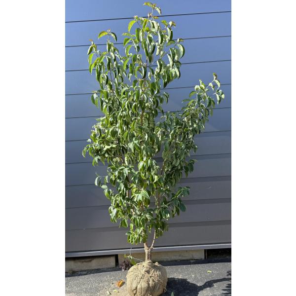 多花品種の常緑ヤマボウシ♪【送料無料でのお届けですので大変お買い得となっております♪】☆商品情報☆常緑ヤマボウシの中でも特に花が多い品種の『月光』です。花が咲き乱れる姿は圧巻ですよ♪『接ぎ木』では無く、『挿し木』で増やしたクローンですので継...