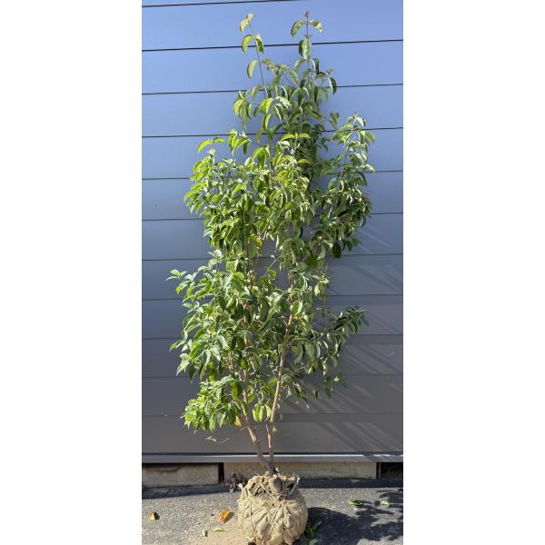 多花品種の常緑ヤマボウシ♪【送料無料でのお届けですので大変お買い得となっております♪】☆商品情報☆常緑ヤマボウシの中でも特に花が多い品種の『月光』です。花が咲き乱れる姿は圧巻ですよ♪『接ぎ木』では無く、『挿し木』で増やしたクローンですので継...