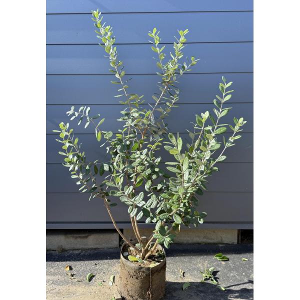 洋風に庭に良くあるフェイジョア♪【送料込みの価格となっておりますので大変お買い得となっております♪】☆商品情報☆春に赤い花を咲かせ、秋に南フルーツの様な香りの良い果実を実らせます全長　　約1.5メートル樹高　　約1.3メートル株立ち　５本以...