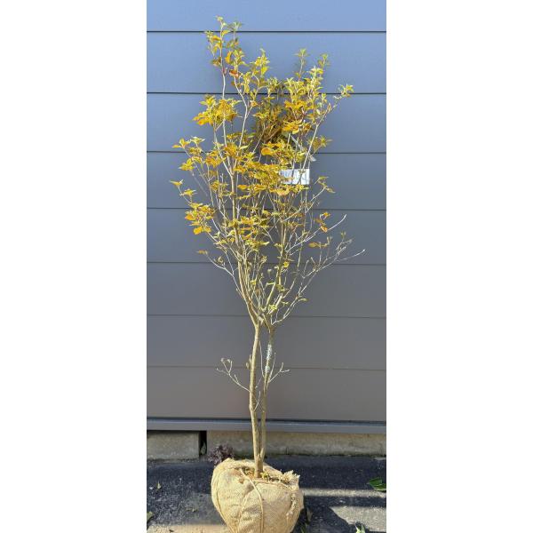 可憐な花が可愛い白花ミツバツツジ♪【送料無料でのお届けですので大変お買い得となっております♪】☆商品情報☆ミツバツツジの中でも特に希少な白花の品種です☆特に株立ちになっている商品は当店でも年に数本程度しか入荷しない超希少株です♪全長　　約1...