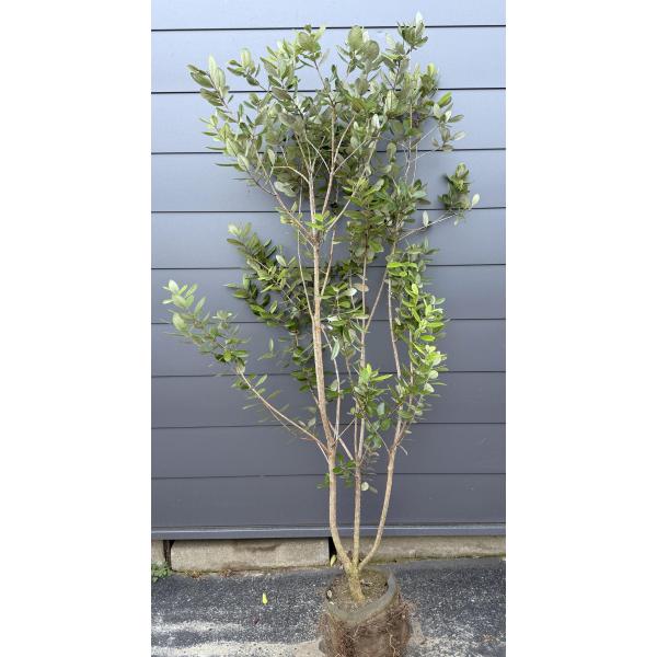 洋風に庭に良くあるフェイジョア♪【送料込みの価格となっておりますので大変お買い得となっております♪】☆商品情報☆春に赤い花を咲かせ、秋に南フルーツの様な香りの良い果実を実らせます全長　　約1.8ートル樹高　　約1.5メートル株立ち　3本株品...