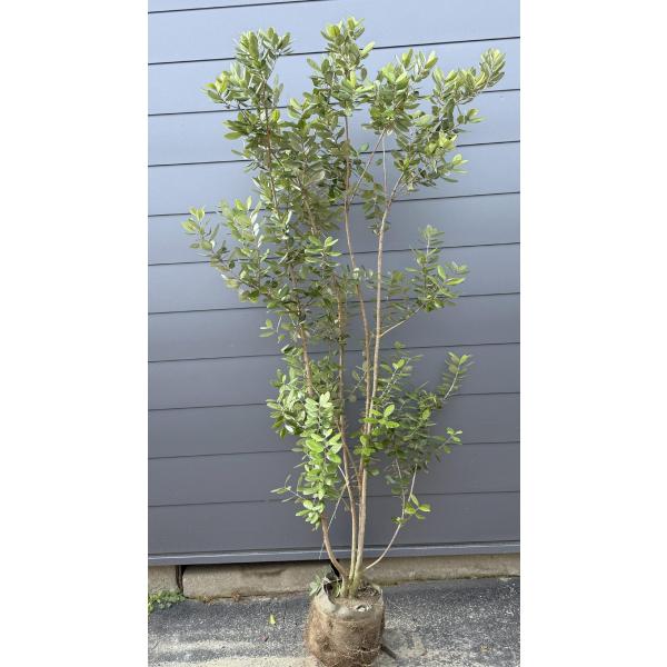 洋風に庭に良くあるフェイジョア♪【送料込みの価格となっておりますので大変お買い得となっております♪】☆商品情報☆春に赤い花を咲かせ、秋に南フルーツの様な香りの良い果実を実らせます全長　　約２メートル樹高　　約1.8メートル株立ち　４本株品種...