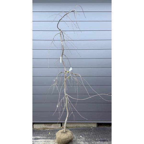 ふわふわの可愛いシダレ八重桜♪【送料無料でのお届けですので大変お買い得となっております♪】☆商品情報☆希少な雨情しだれ桜です。ピンクの小花の八重桜がたくさん咲くシダレ桜です☆ふわふわの花がいっぱいさく姿がかわいらしく庭を彩りますしだれ桜が織...