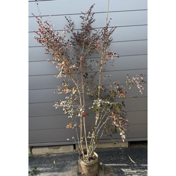 春に真っ赤に色づく圧巻の花♪【送料込みでのお届けですので大変お買い得となっております♪】☆商品情報☆紅花トキワマンサク・ブラックパールトキワマンサクの中でも紫葉で特に色が濃く存在感抜群の最新品種です☆花色も濃く、春に樹木を覆いつくす程の花を...