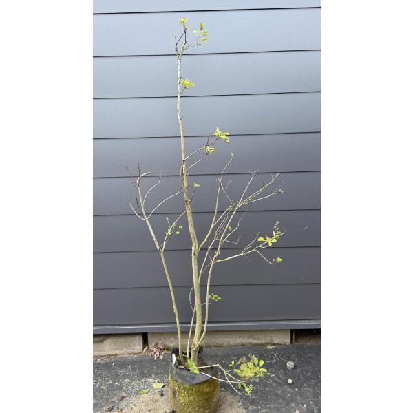フワフワの花が美しい木♪【送料無料ですので大変お買い得となっております♪】☆商品情報☆シンボルツリーや雑木の庭を彩る植木としても人気急上昇の商品です☆煙が昇る様にフワっとした花が印象的な植木です生け花や切り花でも大活躍の花木です　全長　　約...