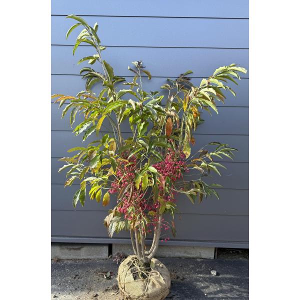 鈴の様な赤い実が可愛いマユミ♪【送料無料でのお届けですので大変お買い得となっております♪】☆商品情報☆ピンクの実が可愛らしいマユミです♪花の少ない秋にピンクの花の様な実を無数に成らせ庭を彩ってくれますシンボルツリーや雑木の庭、洋風ガーデンに...