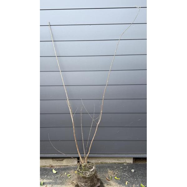 紫花で葉の香が良い西洋ニンジンボック♪【送料無料ですので大変お買い得となっております♪】☆商品情報☆夏から秋にかけて咲く青い花が涼しげな印象でで庭を彩ります繊細で優しい枝も風に揺れて夏場の庭を涼しい印象にしてくれます。※西洋ニンジンボクは南...