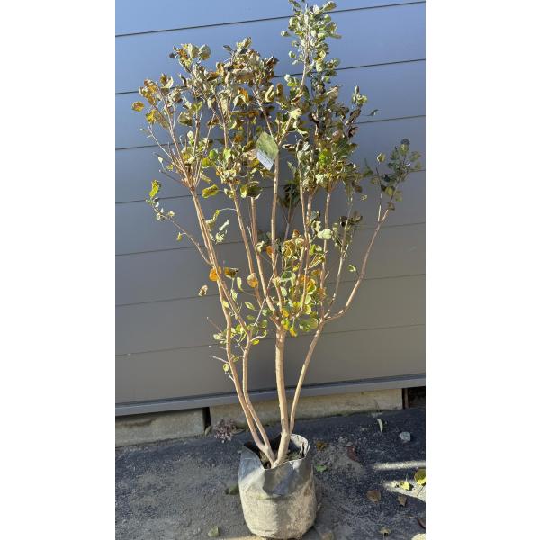 フワフワの花が美しい木♪【送料無料ですので大変お買い得となっております♪】☆商品情報☆シンボルツリーや雑木の庭を彩る植木としても人気急上昇の商品です☆煙が昇る様にフワっとした花が印象的な植木です生け花や切り花でも大活躍の花木です　全長　　約...